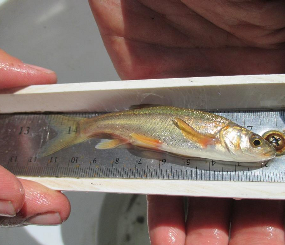 A Landscape Approach for Fisheries Database Compilation and Predictive ...