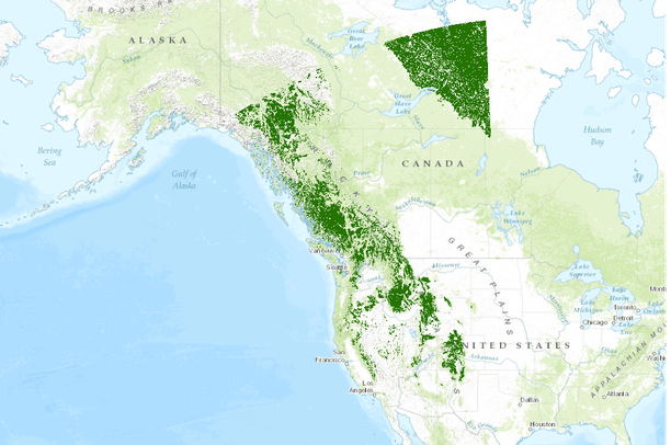 Current and predicted range of Engelmann spruce under climate change in ...