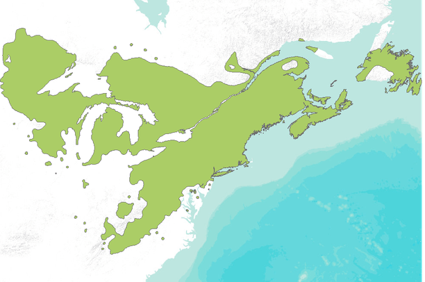 Eastern white pine (Pinus strobus) extent, North America | Data Basin
