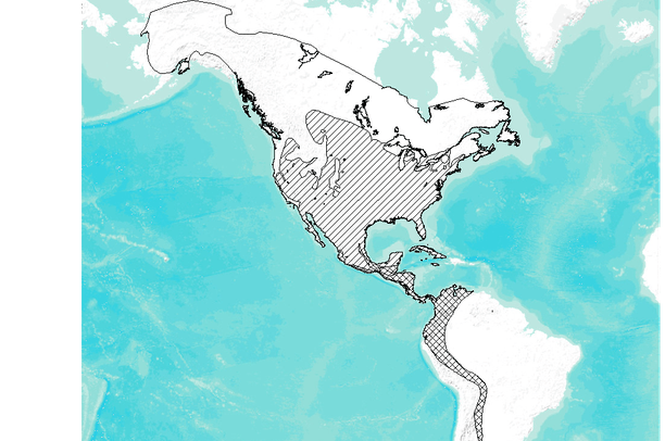 Swainson's Thrush range map | Data Basin