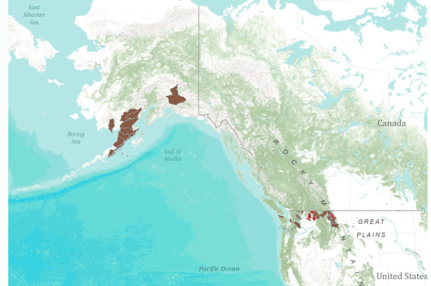 Pygmy whitefish (Prosopium coulteri) distribution and status by HUC8 ...