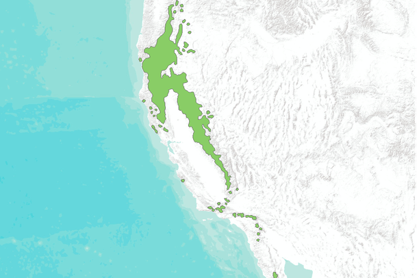 Sugar pine (Pinus lambertiana) extent, North America | Data Basin