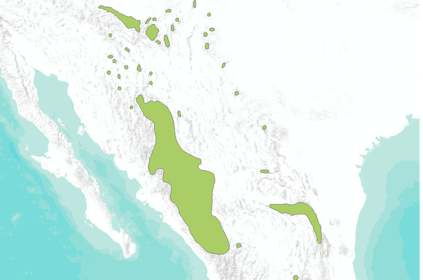 Southwestern white pine (Pinus strobiformis) extent, North America ...