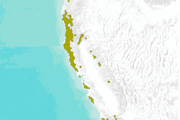 Tan oak (Lithocarpus densiflorus) extent, North America | Data Basin