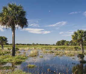 Freshwater Non-Forested Wetlands | Galleries | Florida CPA