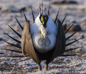 Spatially Explicit Modeling of Annual and Seasonal Habitat for Greater ...