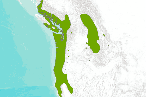 Cascara buckthorn (Rhamnus purshiana) extent, North America | Data Basin