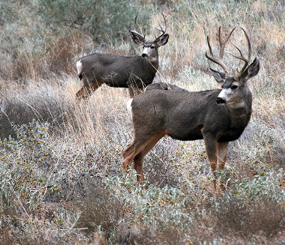 Columbia Plateau Conservation | Galleries | Data Basin