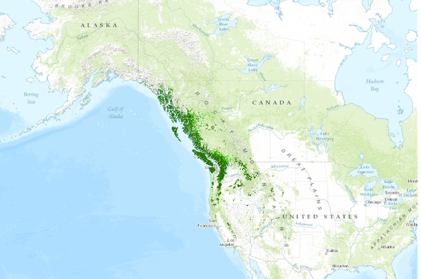 Current and predicted range of Pacific SIlver Fir under climate change ...