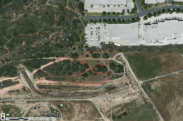 Brachypodium on old Carlsbad Raceway Lands | Data Basin