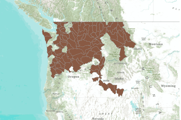 Peamouth (Mylocheilus caurinus) distribution and status by HUC8 | Data ...