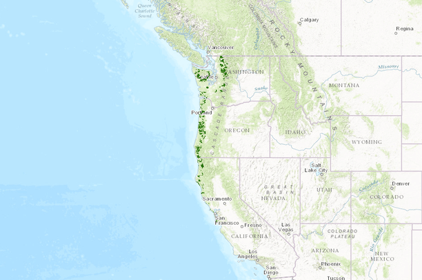 Marbled Murrelet Critical Habitat | CA Offshore Wind Energy