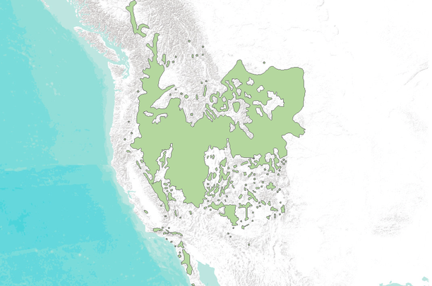 Big sagebrush (Artemisia tridentata) extent, North America | Data Basin