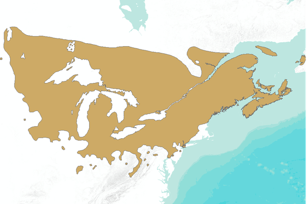 Black ash (Fraxinus nigra) extent, North America | Data Basin