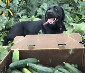 Midland Upper Yard | Data Basin