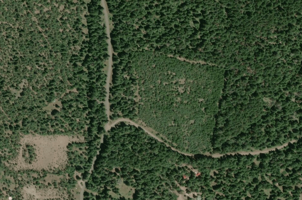 Chinquapin Mtn Plantation 1 Photo | Data Basin