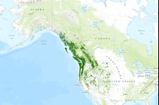 Western Red Cedar Population | Data Basin
