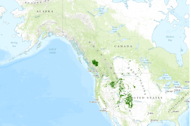 Current and predicted range of Colorado blue spruce under climate ...