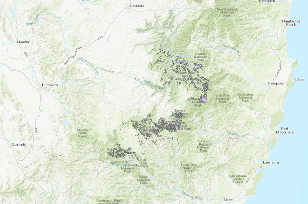Rain forest, Walcha, NSW, Australia | Data Basin