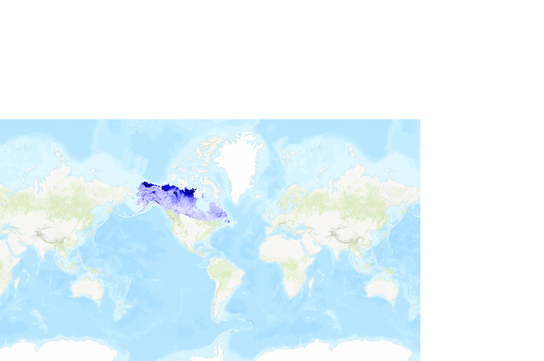 Alder Flycatcher - future projections of breeding density under climate ...