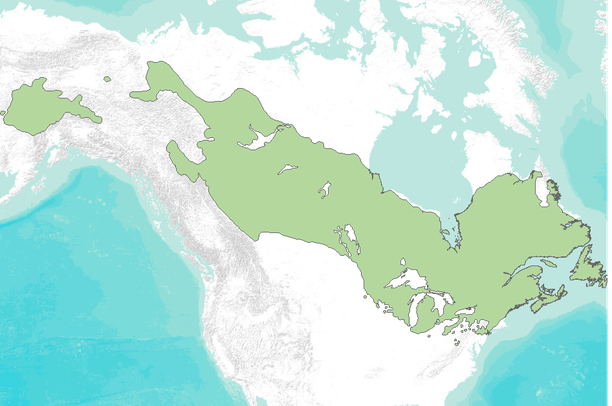 Tamarack (Larix laricina) extent, North America | Data Basin