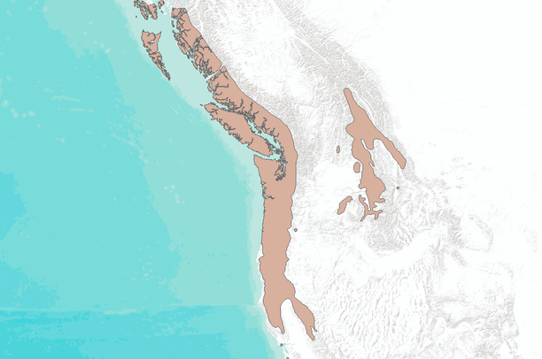 Pacific yew (Taxus brevifolia) extent, North America | Data Basin