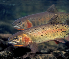 Native Fishes | Galleries | Southern Rockies LCC CPA