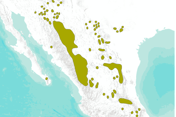 Mexican pinyon (Pinus cembroides) extent, North America | Data Basin
