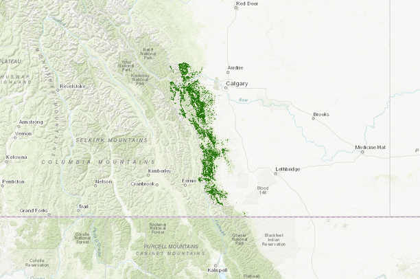 Lodgepole Pine & White Spruce Conservation Target | Data Basin
