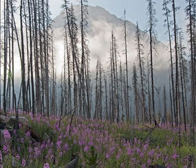 Boreal and Temperate forests with red squirrel and northern red back ...